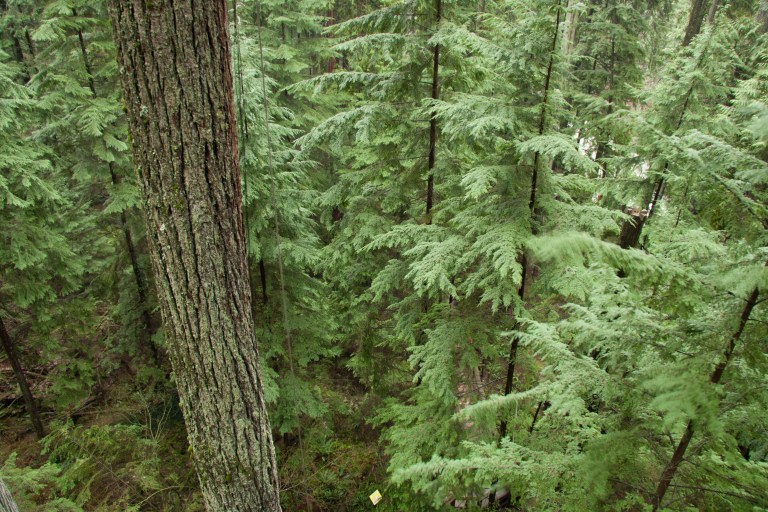 Vancouver Big Tree Hiking Guide | Your ecological, unbelievable, and ...