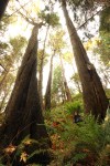 UBC’s forests and big trees | Vancouver Big Tree Hiking Guide