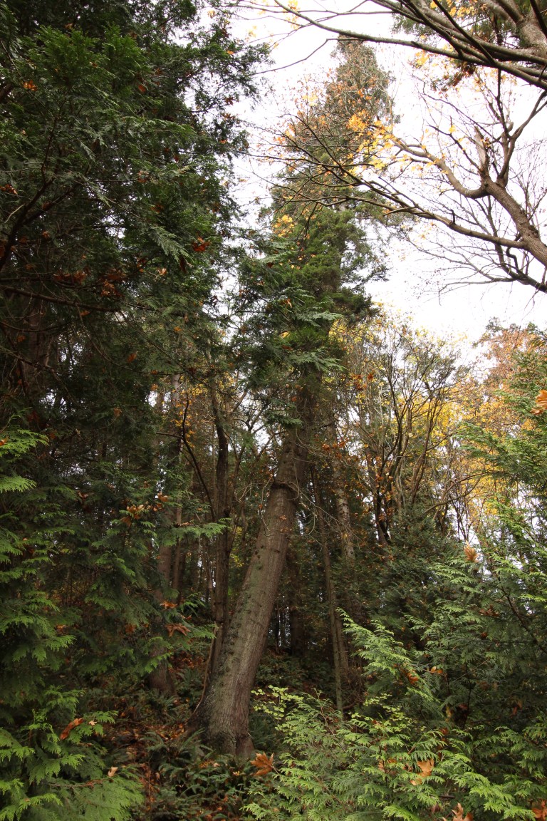 UBC’s forests and big trees | Vancouver Big Tree Hiking Guide