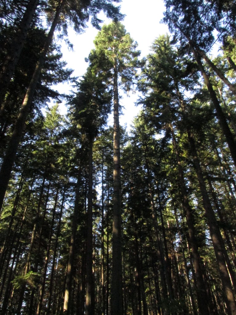 UBC’s forests and big trees | Vancouver Big Tree Hiking Guide