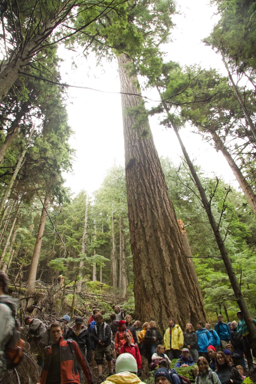 Vancouver Big Tree Hiking Guide | Your ecological, unbelievable, and ...