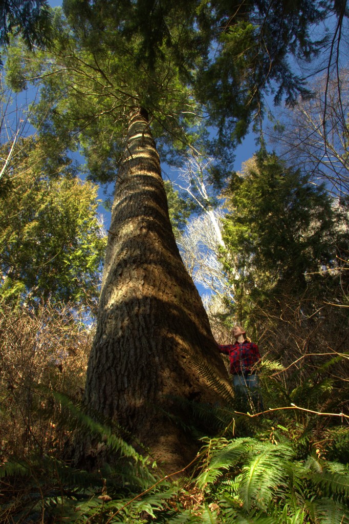 Vancouver Big Tree Hiking Guide | Your ecological, unbelievable, and ...
