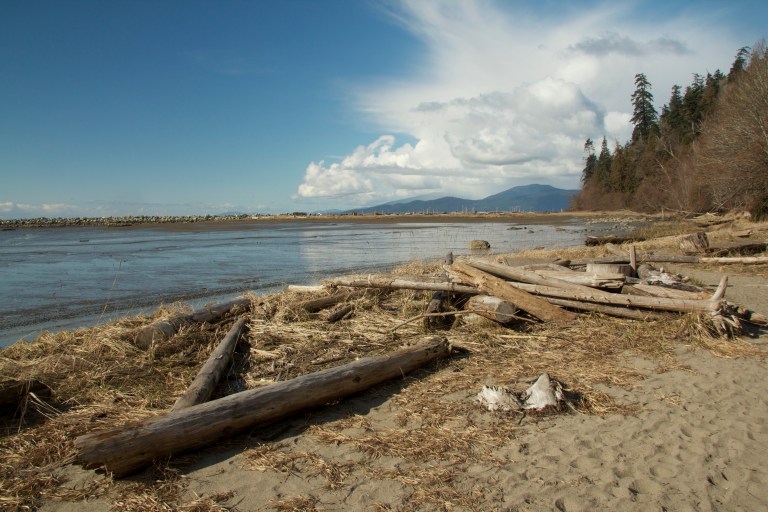 UBC’s forests and big trees | Vancouver Big Tree Hiking Guide