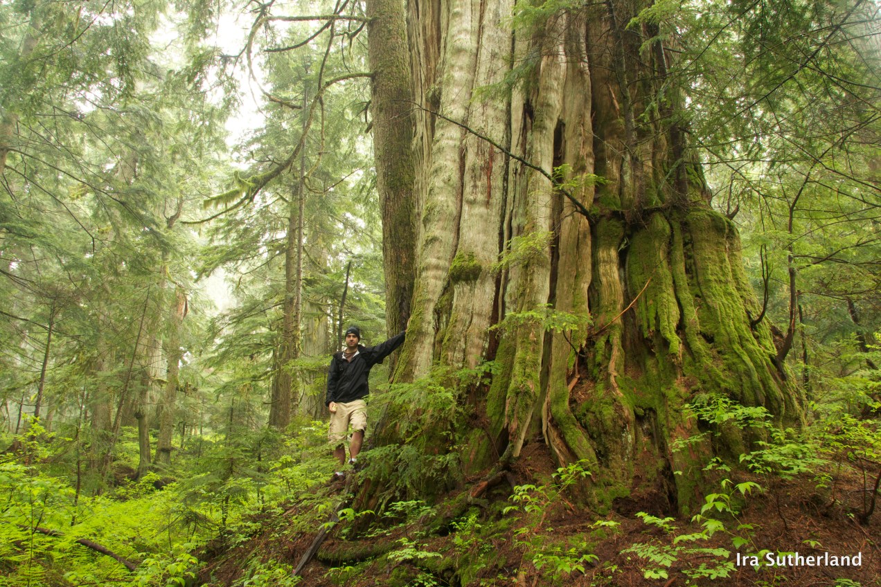 Vancouver Big Tree Hiking Guide | Your ecological, unbelievable, and ...
