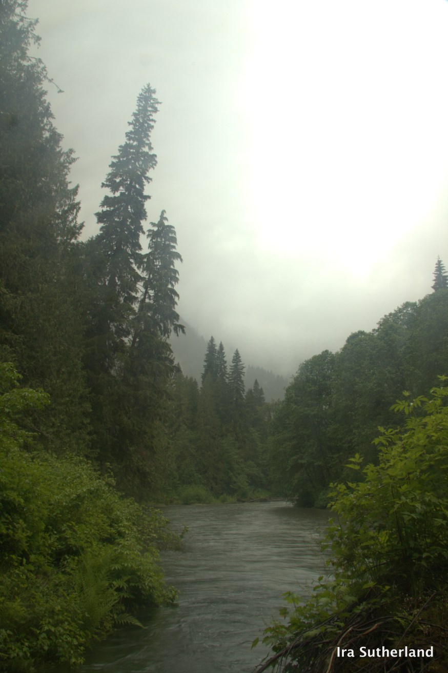 Vancouver Big Tree Hiking Guide | Your ecological, unbelievable, and ...