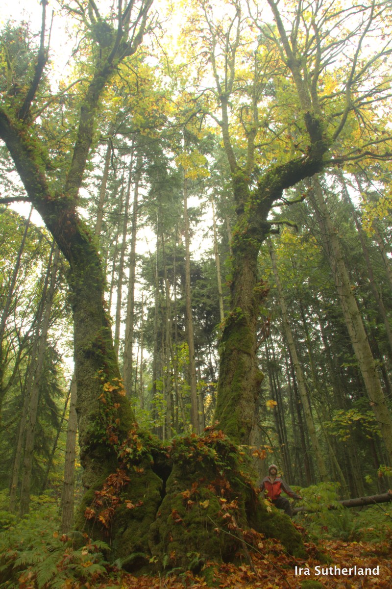 Vancouver Big Tree Hiking Guide | Your ecological, unbelievable, and ...