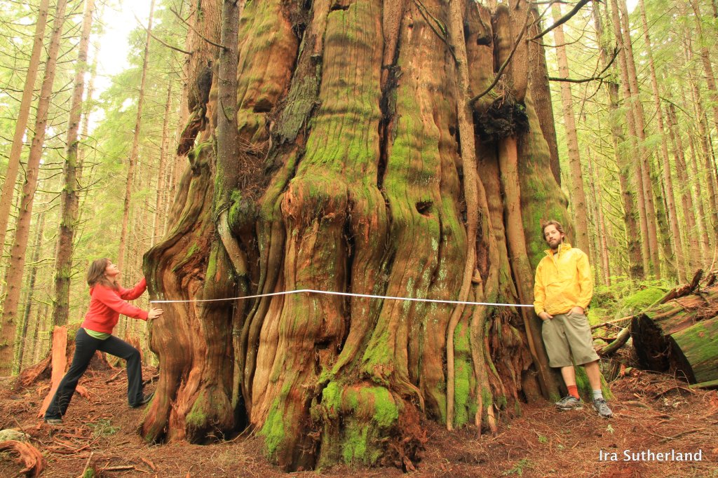 Super Stumps | Vancouver Big Tree Hiking Guide