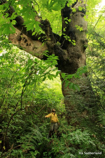 UBC’s forests and big trees | Vancouver Big Tree Hiking Guide