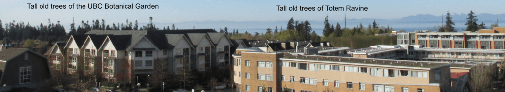 UBC’s forests and big trees | Vancouver Big Tree Hiking Guide