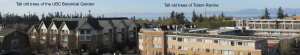 UBC’s forests and big trees | Vancouver Big Tree Hiking Guide