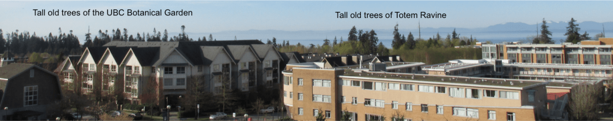 UBC’s forests and big trees | Vancouver Big Tree Hiking Guide