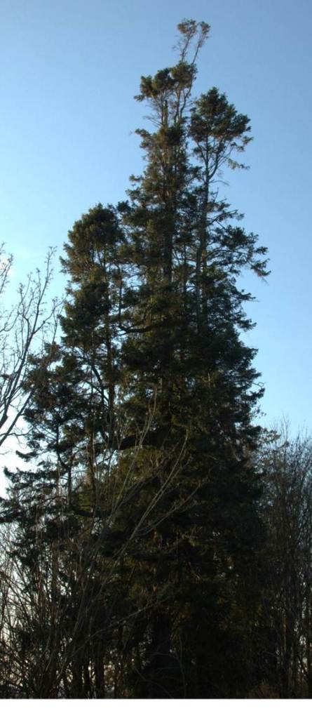 UBC’s forests and big trees | Vancouver Big Tree Hiking Guide