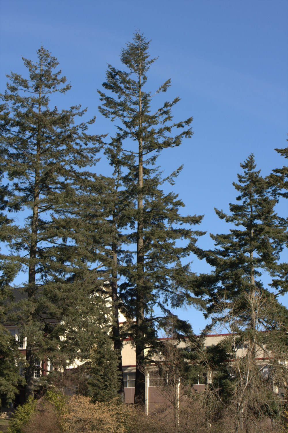 Vancouver Big Tree Hiking Guide | Your ecological, unbelievable, and ...