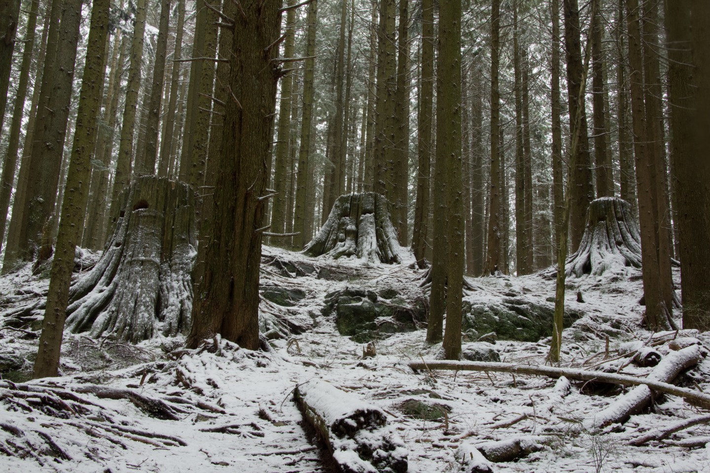 Super Stumps | Vancouver Big Tree Hiking Guide