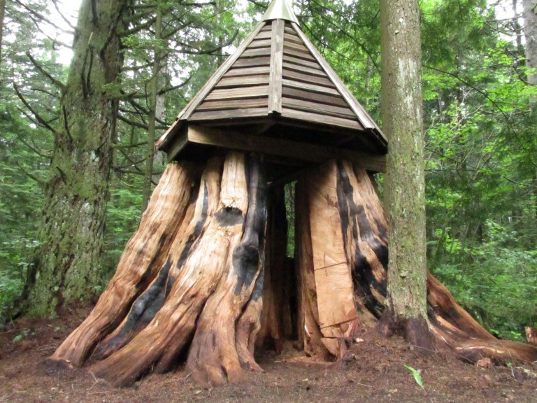 Super Stumps | Vancouver Big Tree Hiking Guide