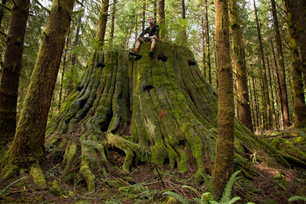 Super Stumps | Vancouver Big Tree Hiking Guide